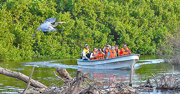 Sea Turtle & Wetland Discovery