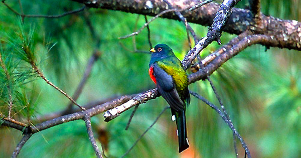 Sierra Madre Foothills - Mazatlan Birdwatching Tour